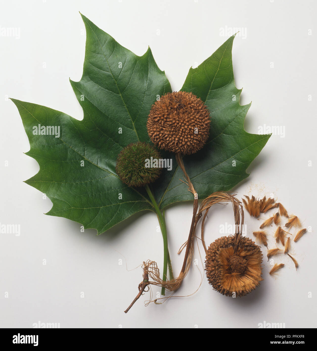 Platanus sp., Plane tree leaf and seeds Stock Photo - Alamy