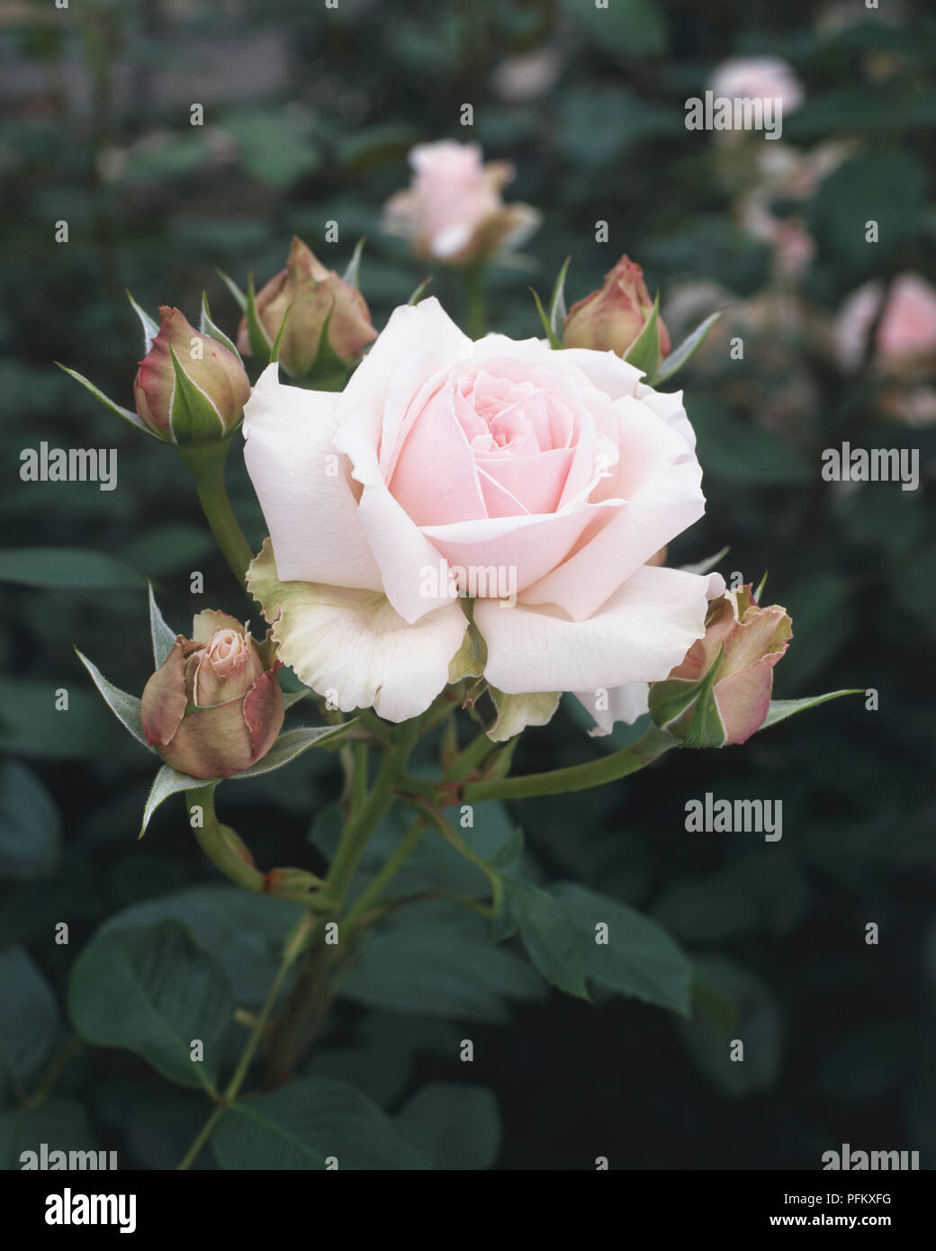 Rosa sp., pink Rose flower surrounded by buds, close up Stock Photo - Alamy