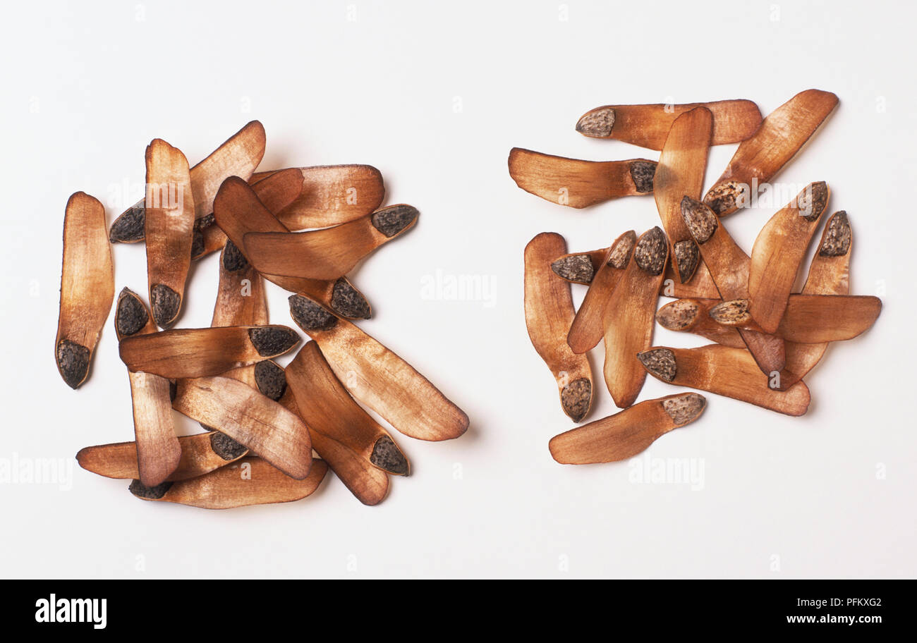 Two piles of pine cone seeds hi-res stock photography and images - Alamy