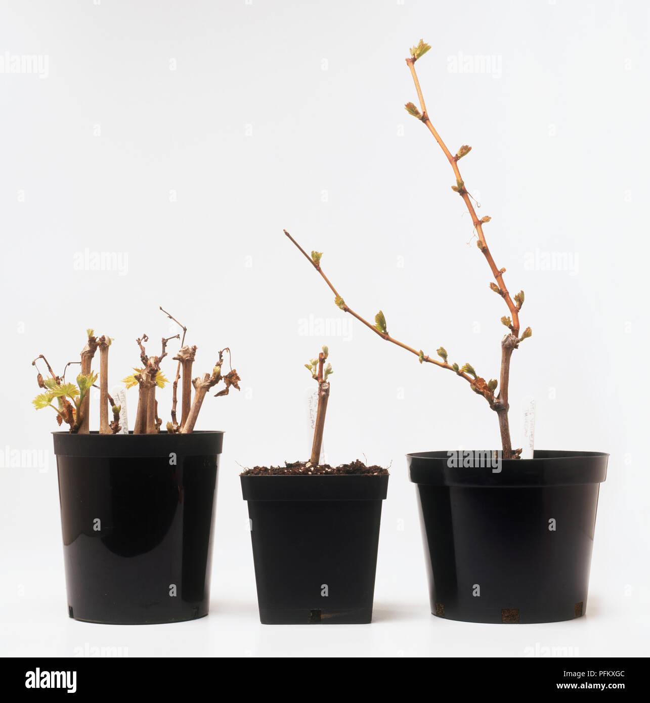 Vitis vinifera (Grape vine) cuttings, together in plant pot, and ...