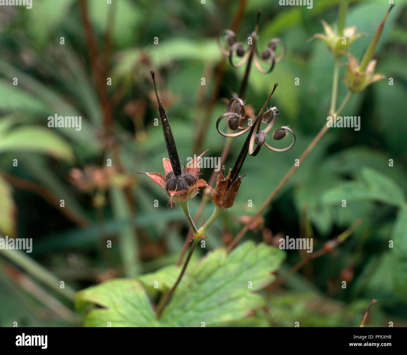 Dry geranium hi-res stock photography and images - Alamy