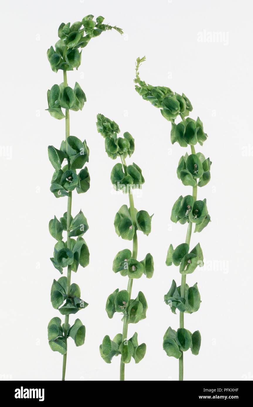 Long sepals hi-res stock photography and images - Alamy