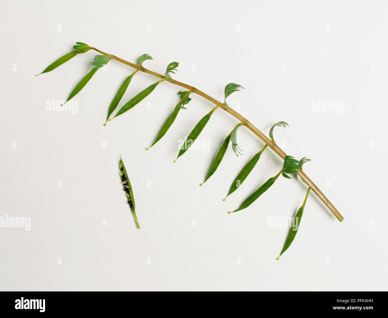 Corydalis seed pods on stem, and split seed pod showing seeds inside ...