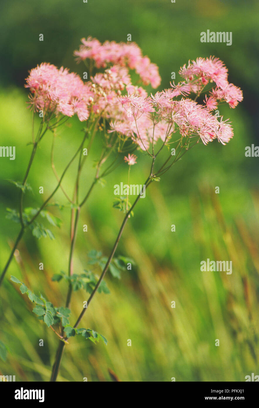 Medium pink flowers hi-res stock photography and images - Alamy