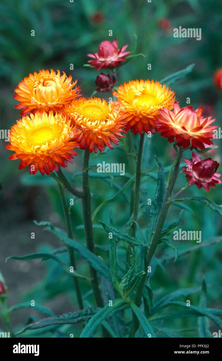 Flower strawflower bracteantha bracteata hi-res stock photography and ...