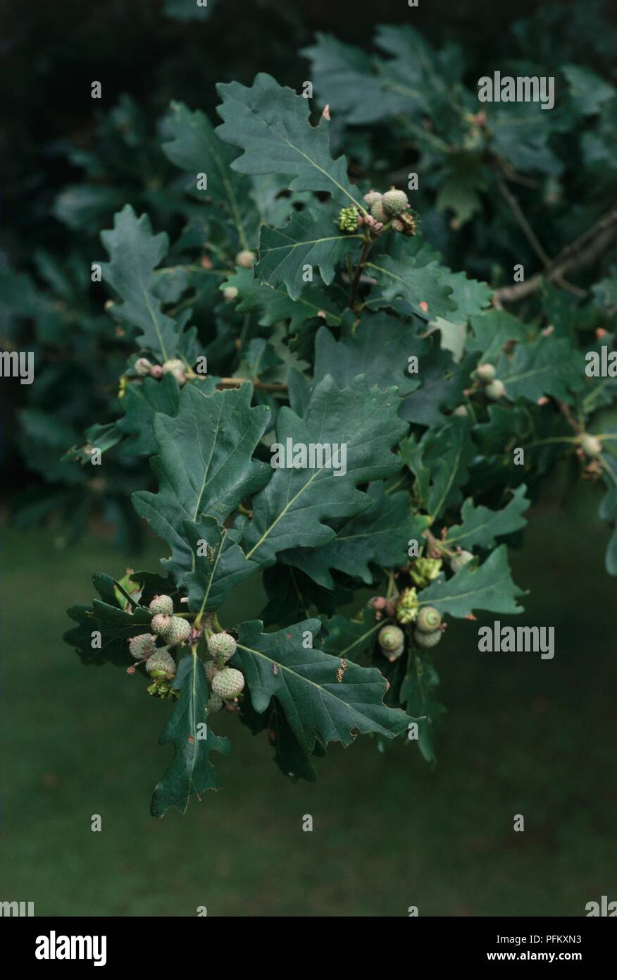 Quercus Macranthera High Resolution Stock Photography and Images - Alamy