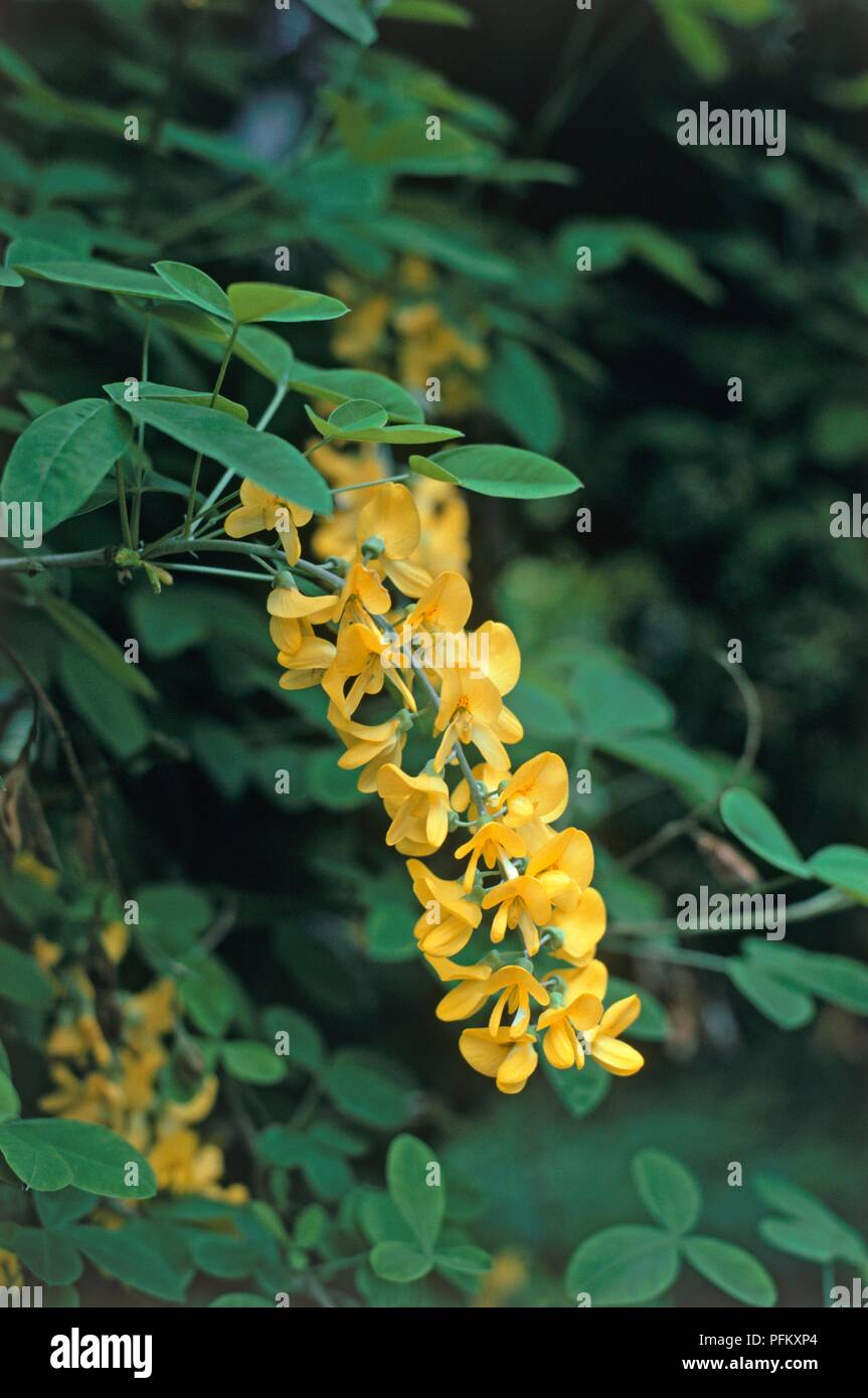 Laburnum alpinum (Scottish Laburnum) with yellow flowers on hanging ...