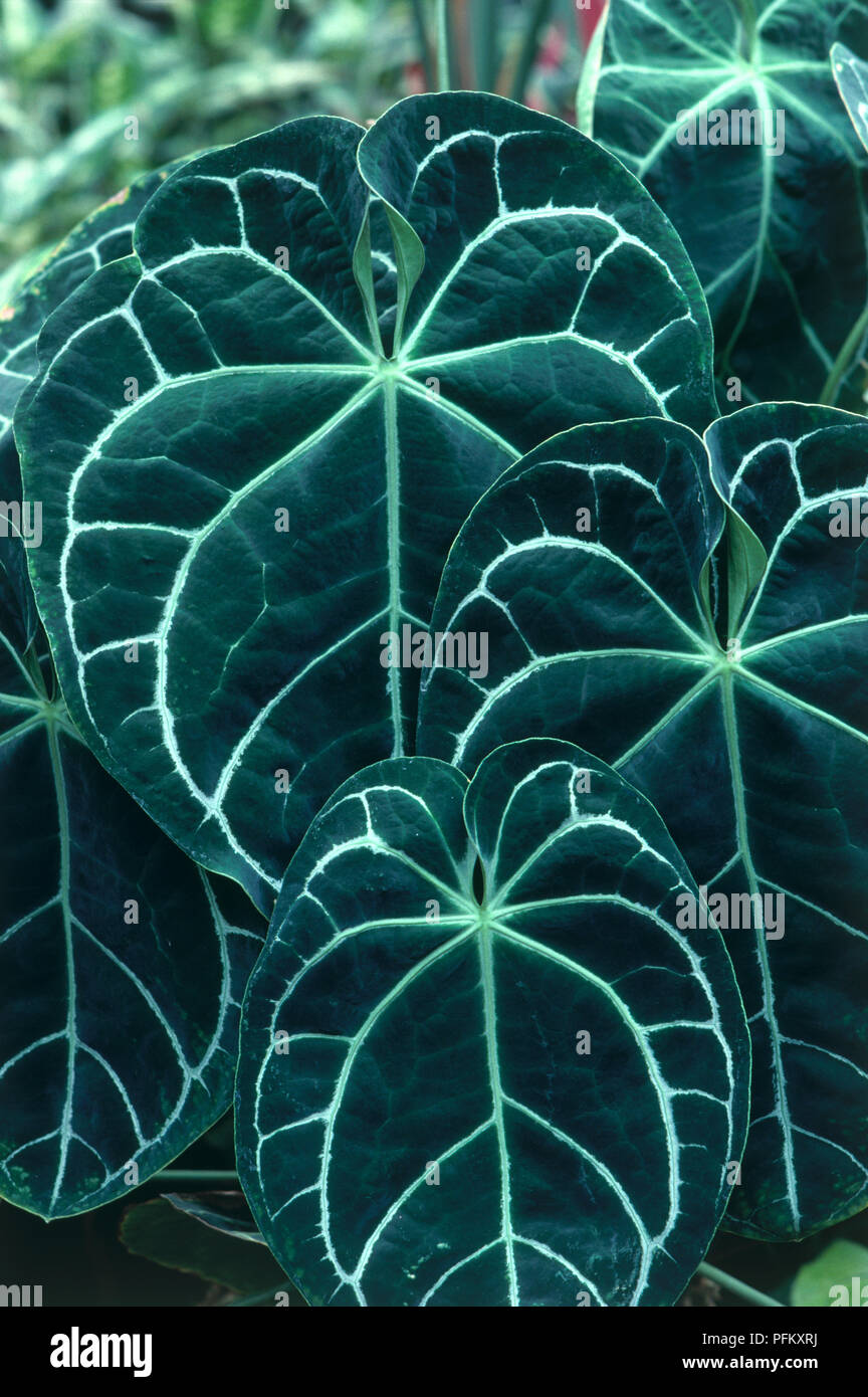 Anthurium crystallinum hi-res stock photography and images - Alamy