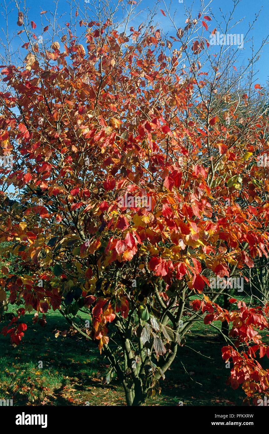 Hamamelis vernalis 'Sandra', deciduous shrub with red, orange and ...