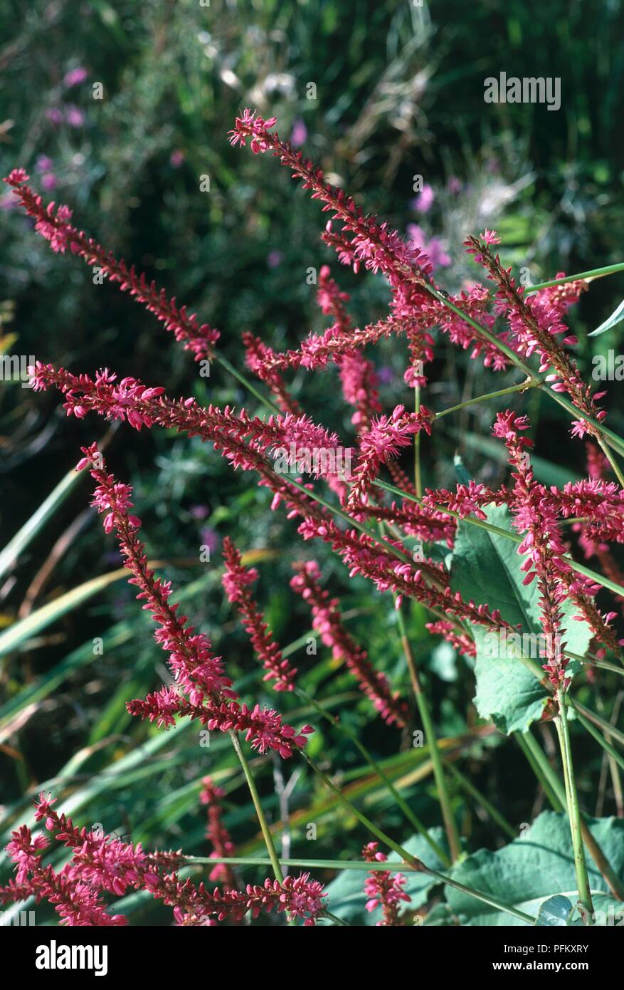 Persicaria Amplexicaulis Pink High Resolution Stock Photography and ...