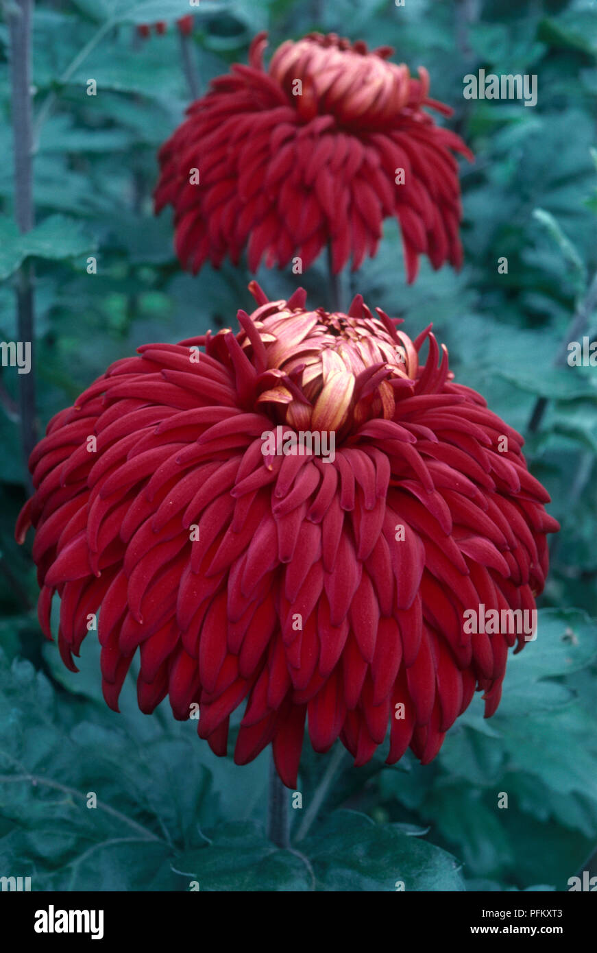 George flower hi-res stock photography and images - Alamy