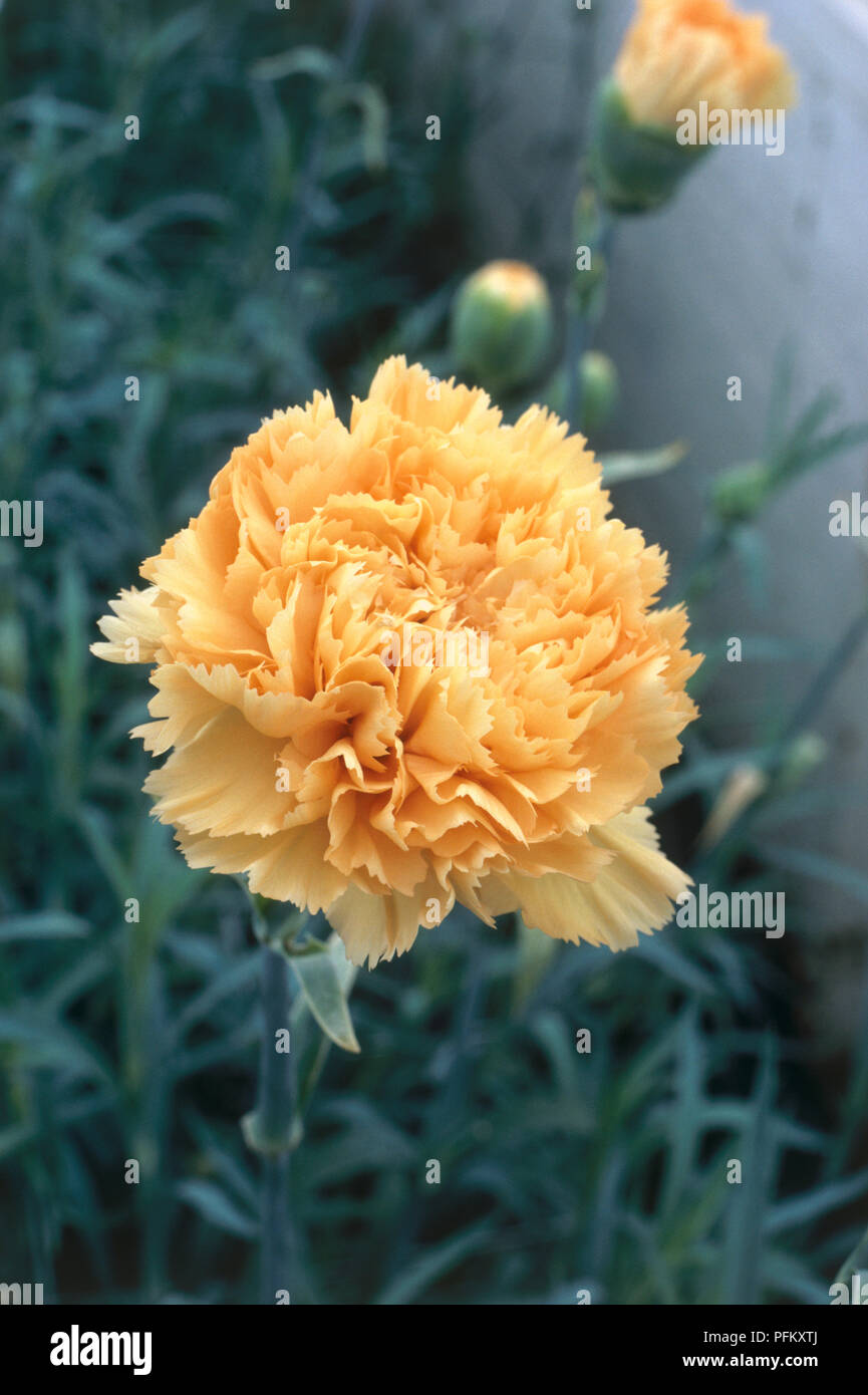 Dianthus carnation hi-res stock photography and images - Alamy