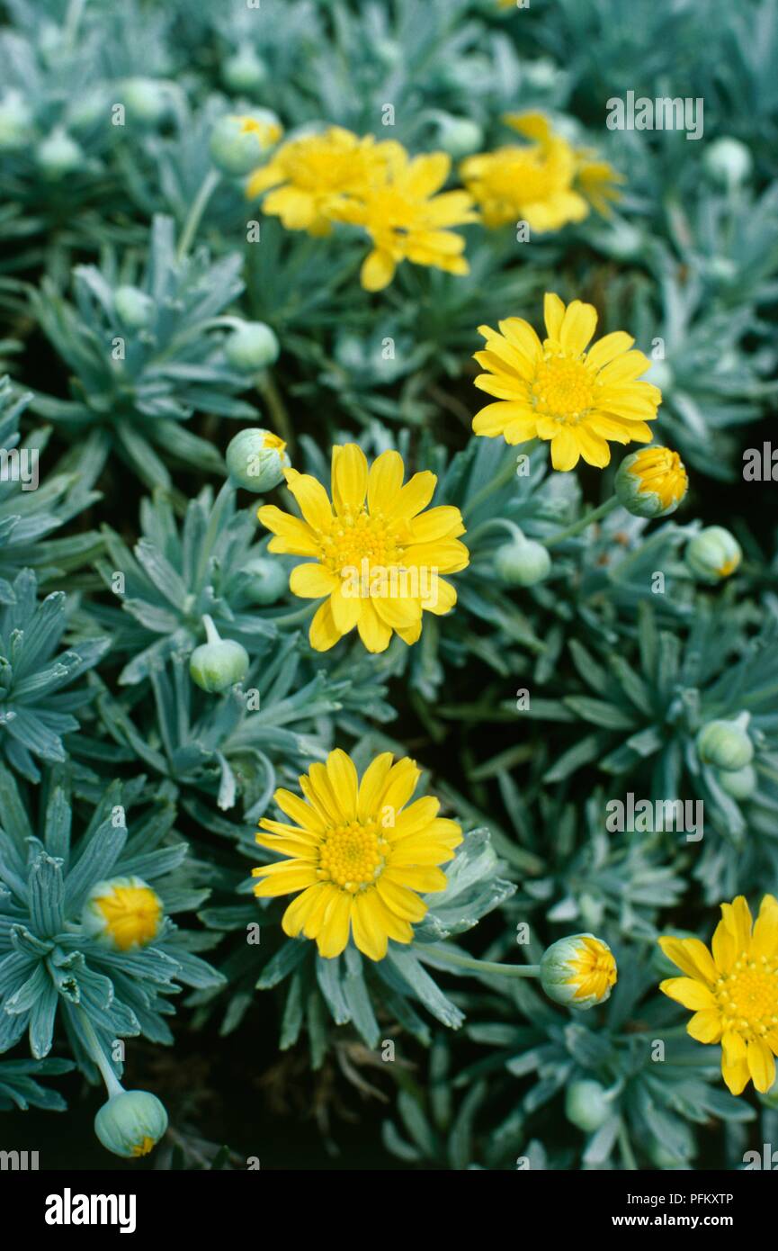 Euryops acraeus hi-res stock photography and images - Alamy