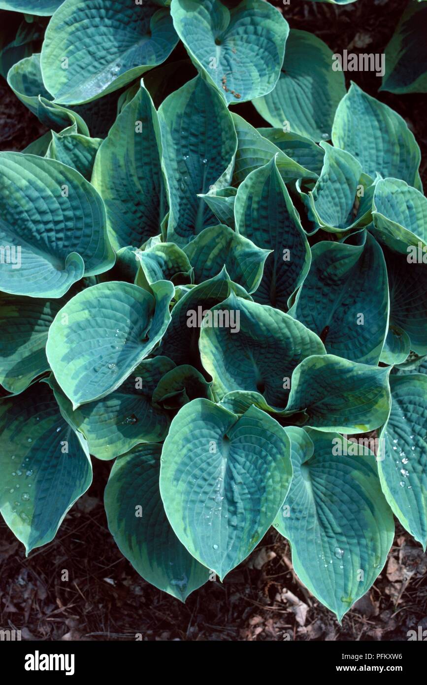 Hosta frances williams hi-res stock photography and images - Alamy