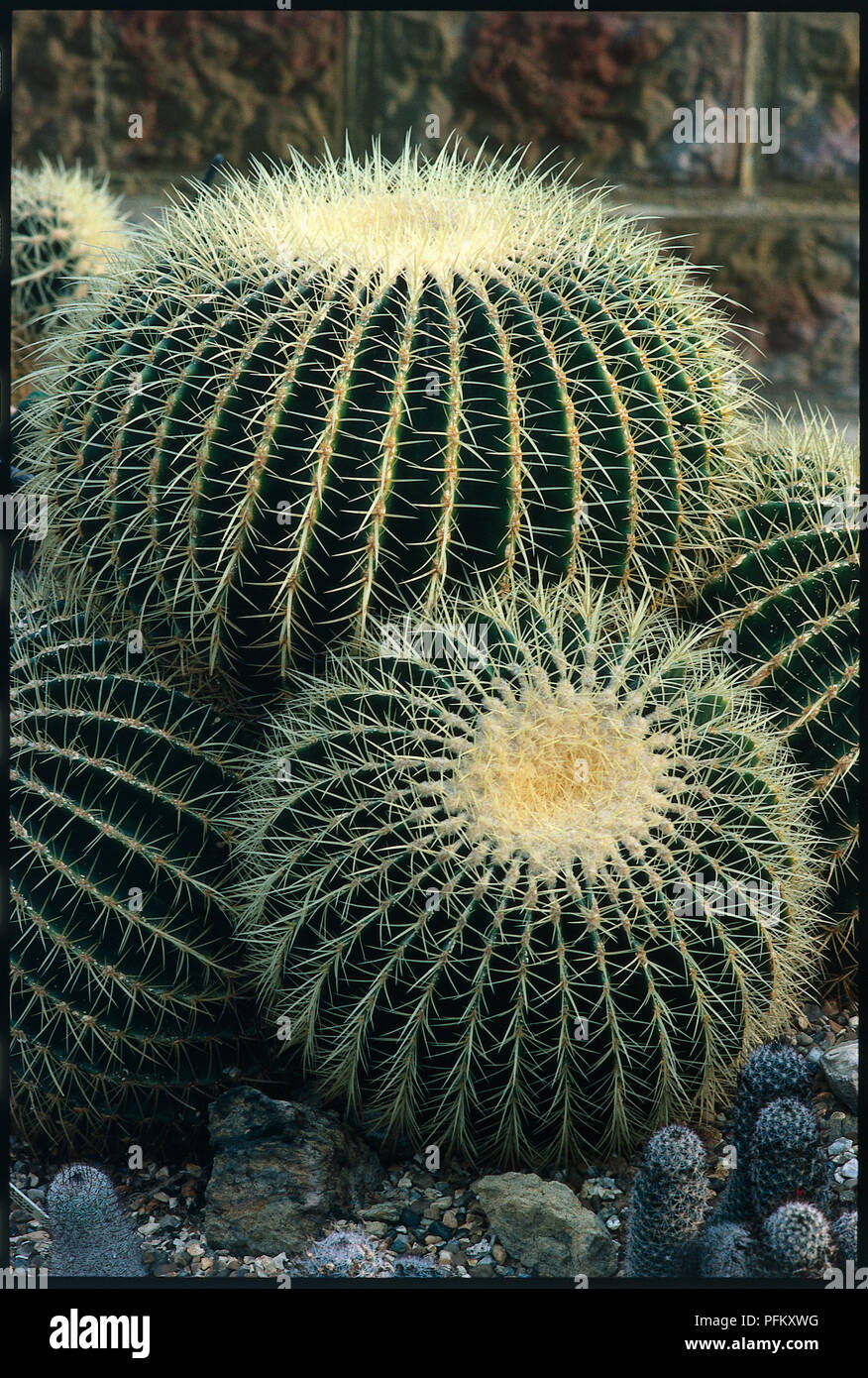 Ribs spined cactus hi-res stock photography and images - Alamy