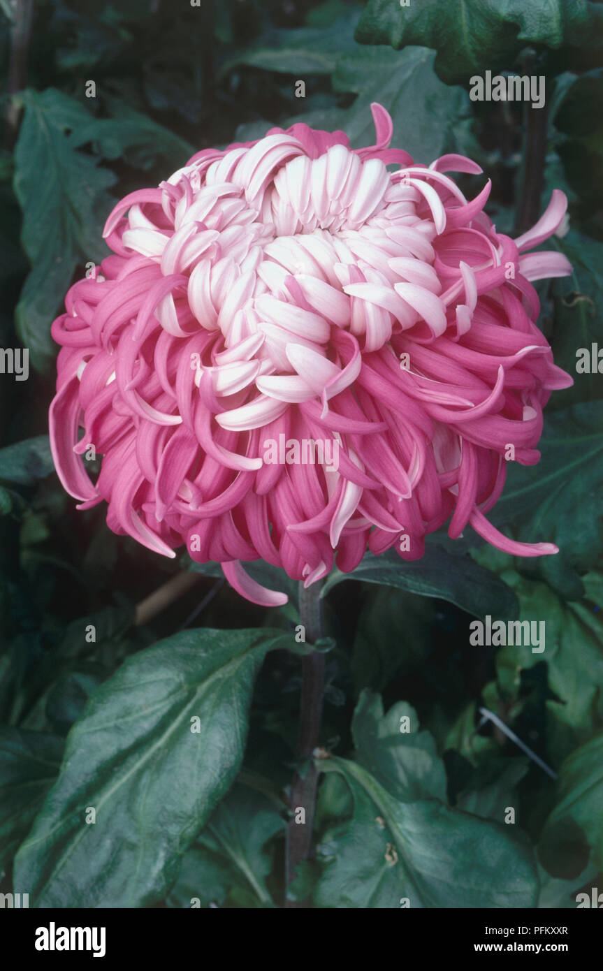 Chrysanthemum 'Chippendale', circular flower head with pink reflexed ...