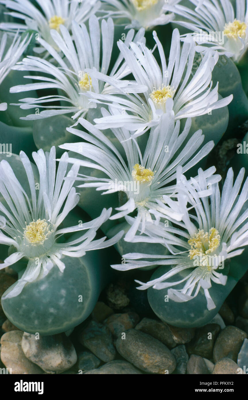 Lithops marmorata hi-res stock photography and images - Alamy