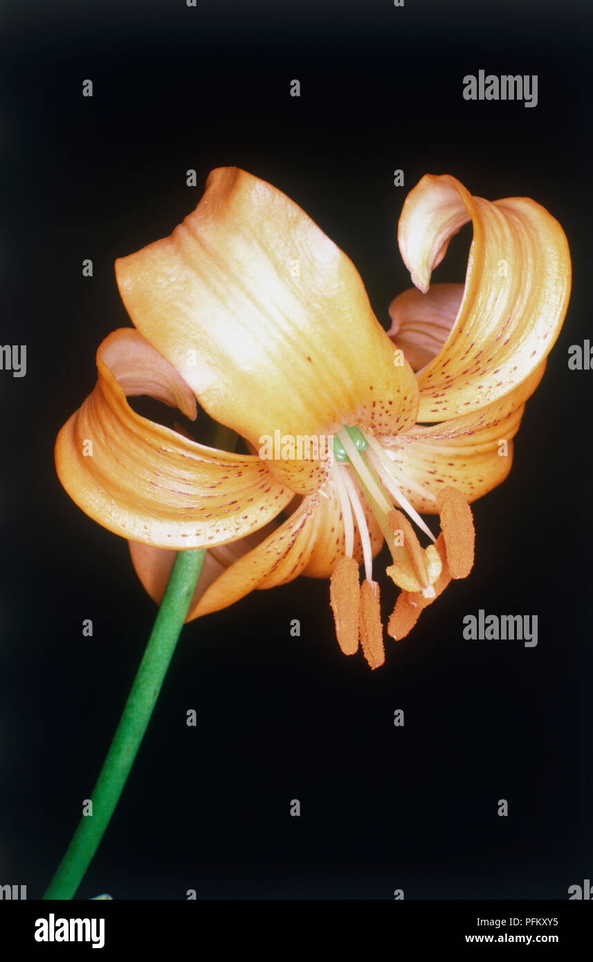 Lilium apollo hi-res stock photography and images - Alamy
