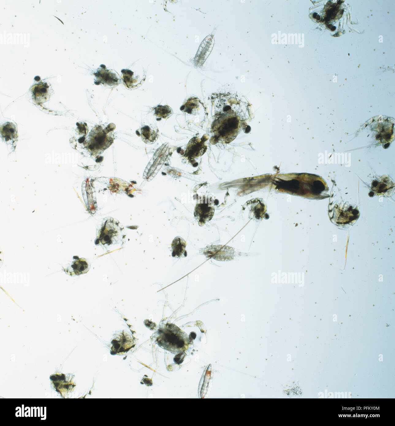 A sample of zooplankton Stock Photo - Alamy