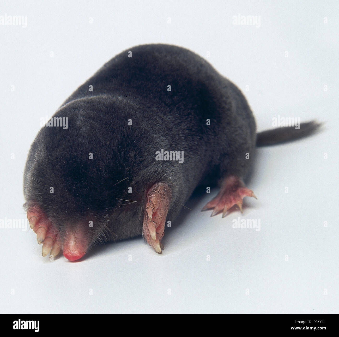 European Mole (Talpa europaea) lying on its front, front view Stock ...