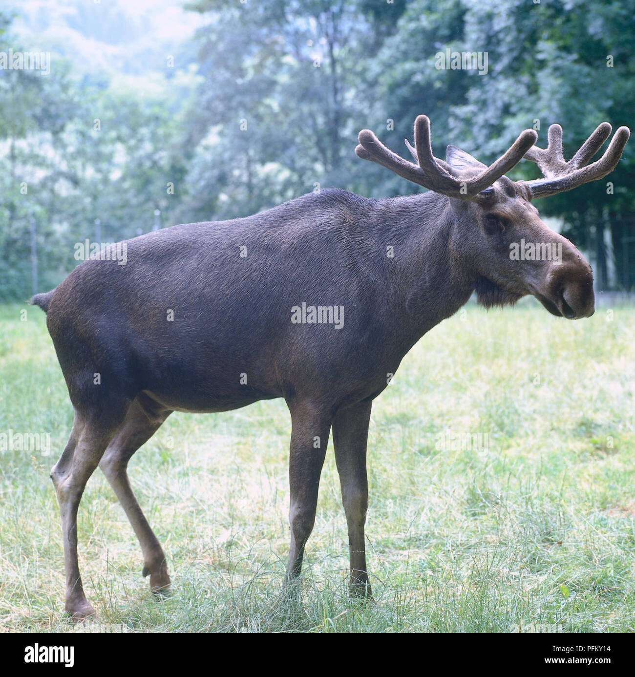 Moose side view hi-res stock photography and images - Alamy