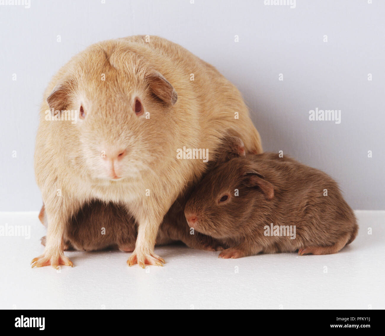 Female Guinea Pig (Cavia porcellus) with two with two pups nesting ...
