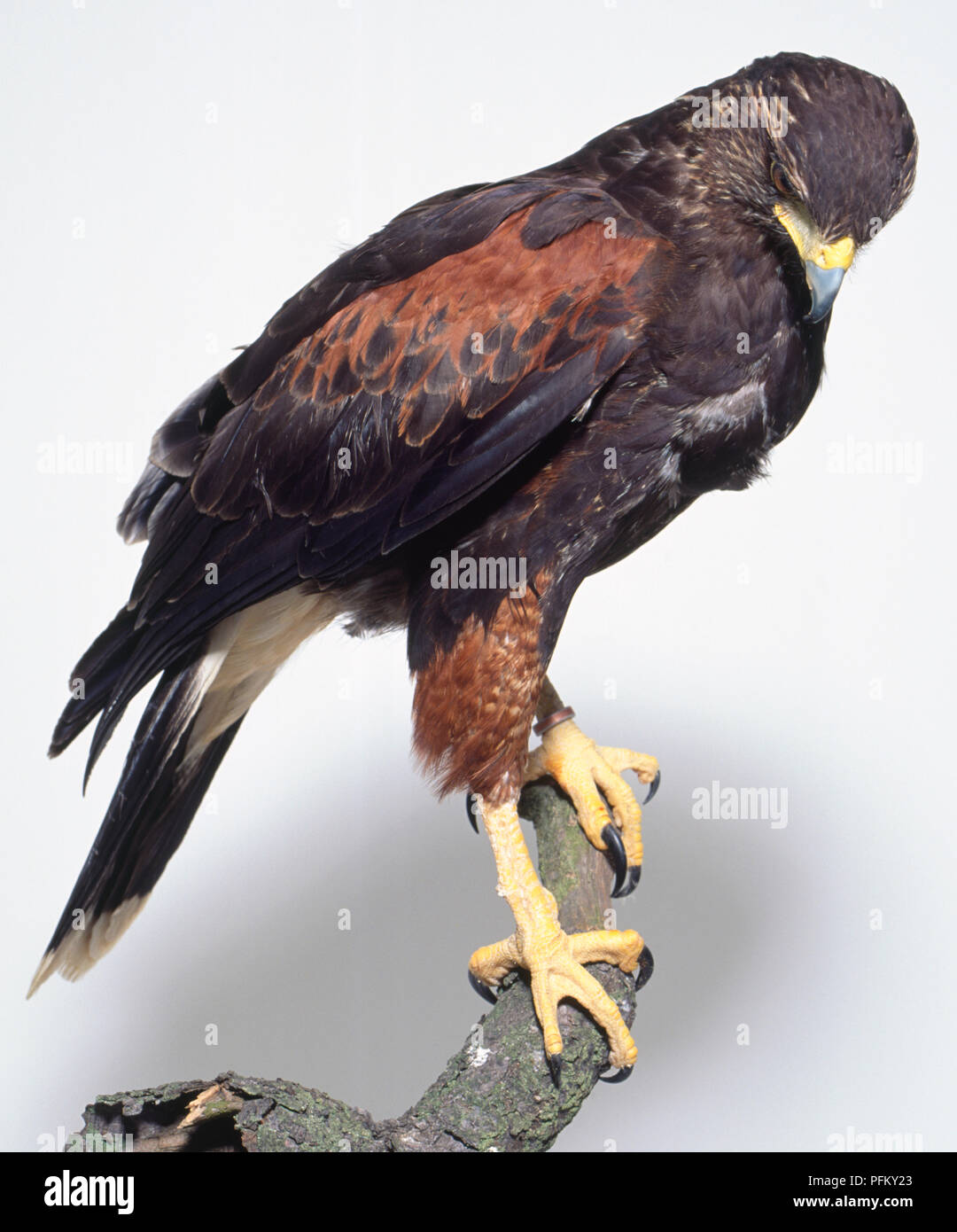 Side view of a Harris's Hawk, Parabuteo unicintus, perched on a branch ...