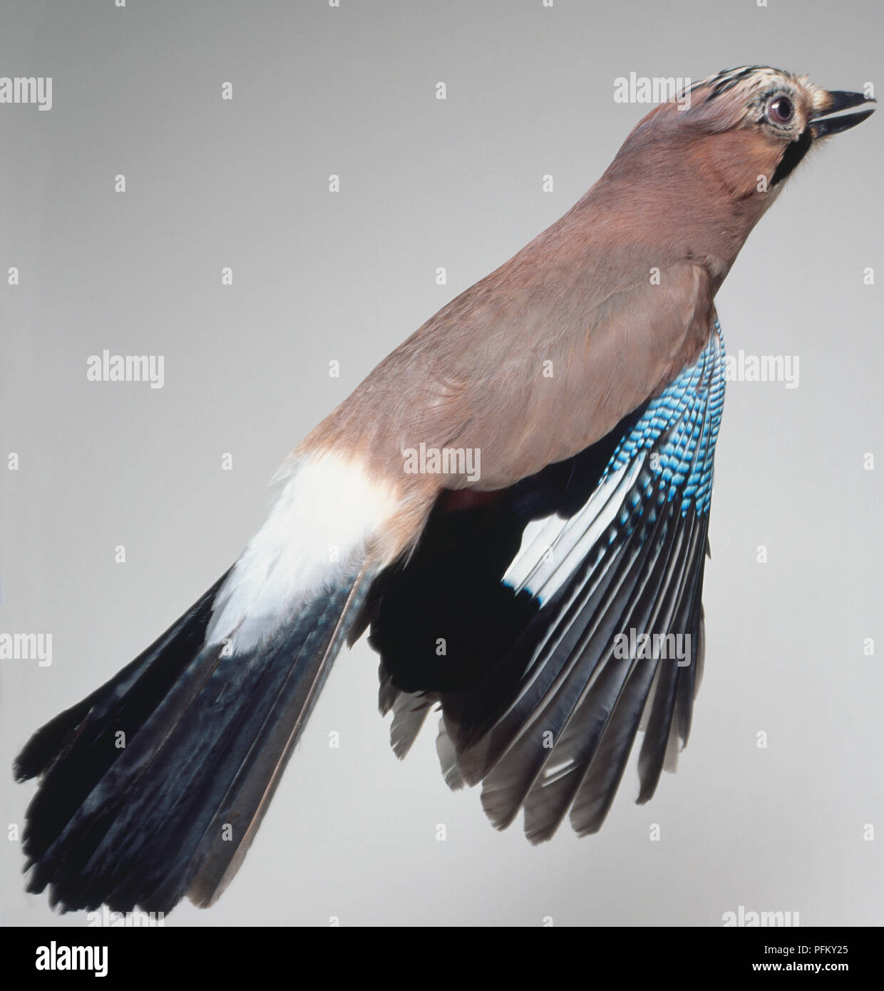 Side view of a Eurasian Jay, Garrulus glandarius, in flight, showing ...