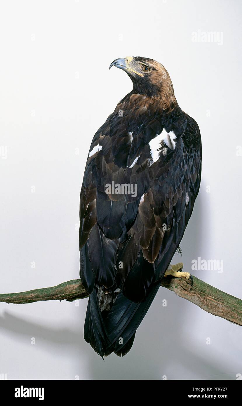 Rear view of an Imperial eagle (Aquila heliaca) perched on a branch ...