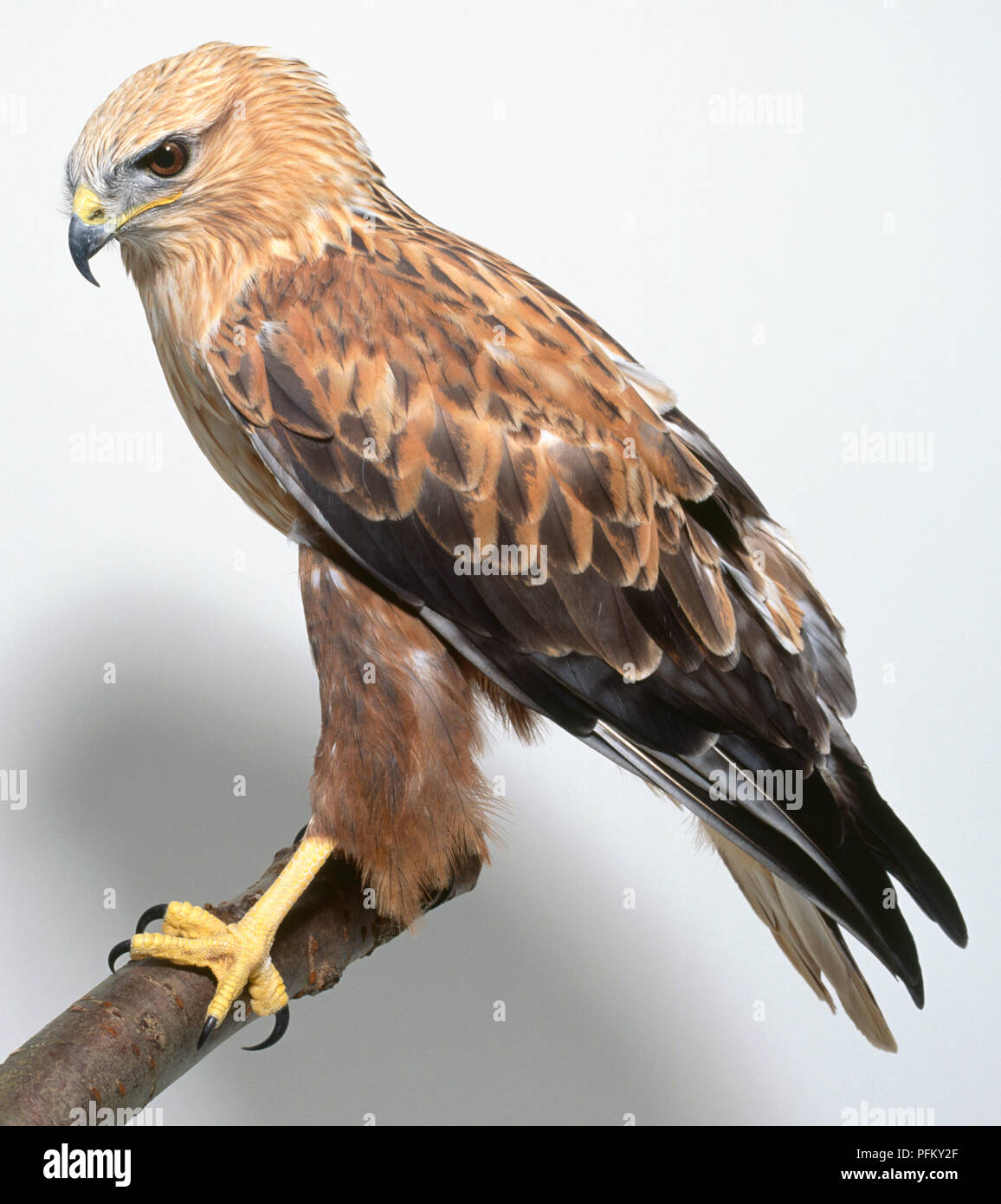 Side view of a Long-legged Buzzard, Buteo rufinus, perched on a branch ...
