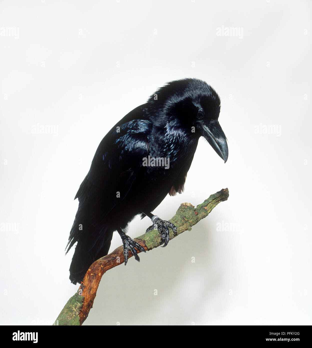 Common Raven (Corvus corax) perching on branch, close-up Stock Photo ...