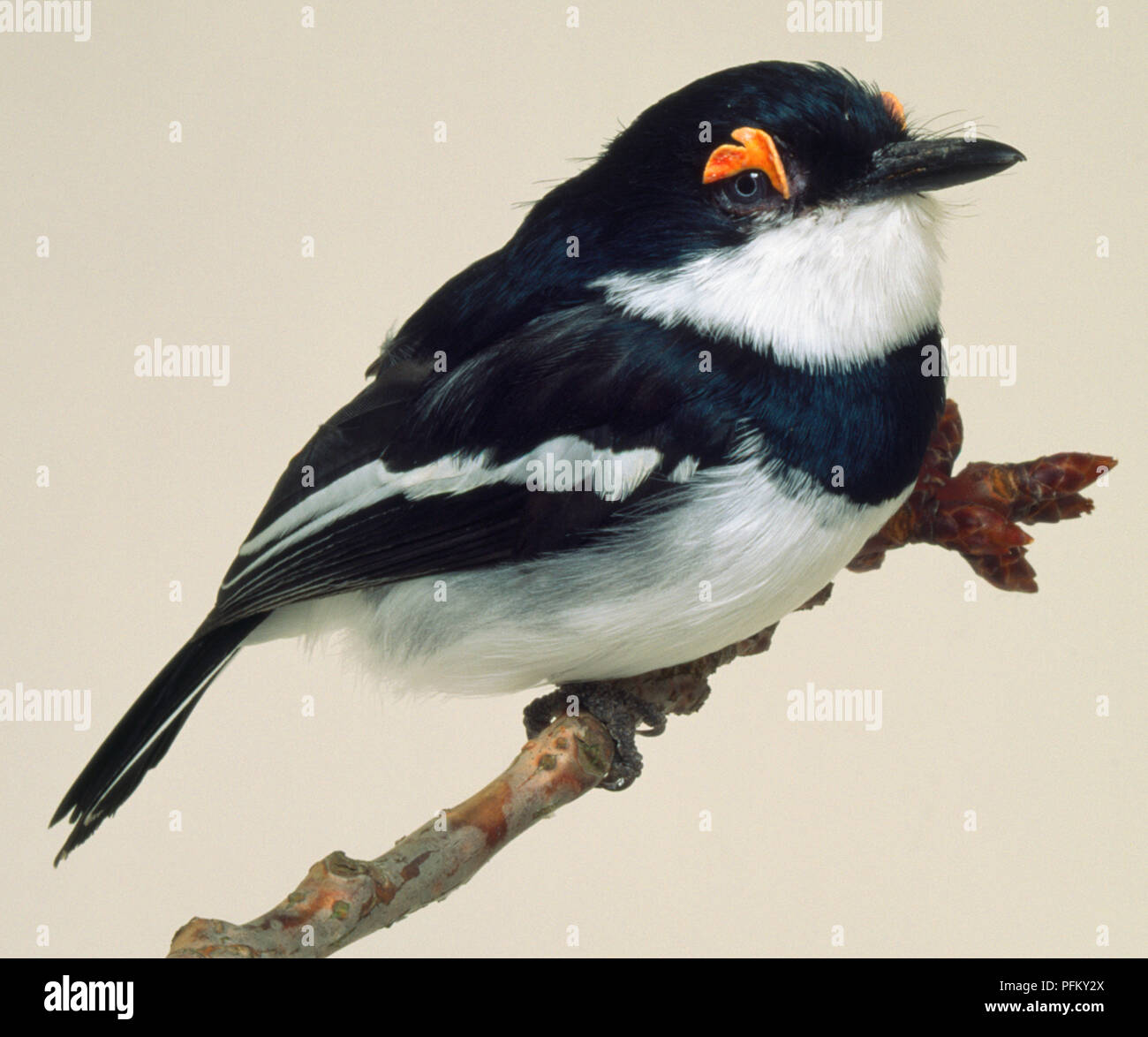 Black throated wattle eye hi-res stock photography and images - Alamy