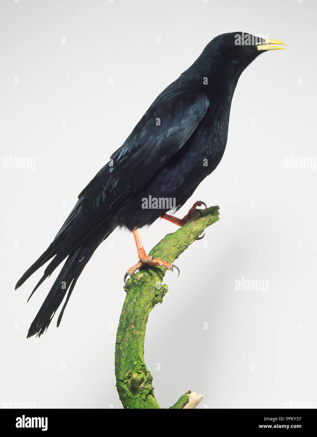 Alpine Chough (Pyrrhocorax graculus) perched on a branch, side view ...
