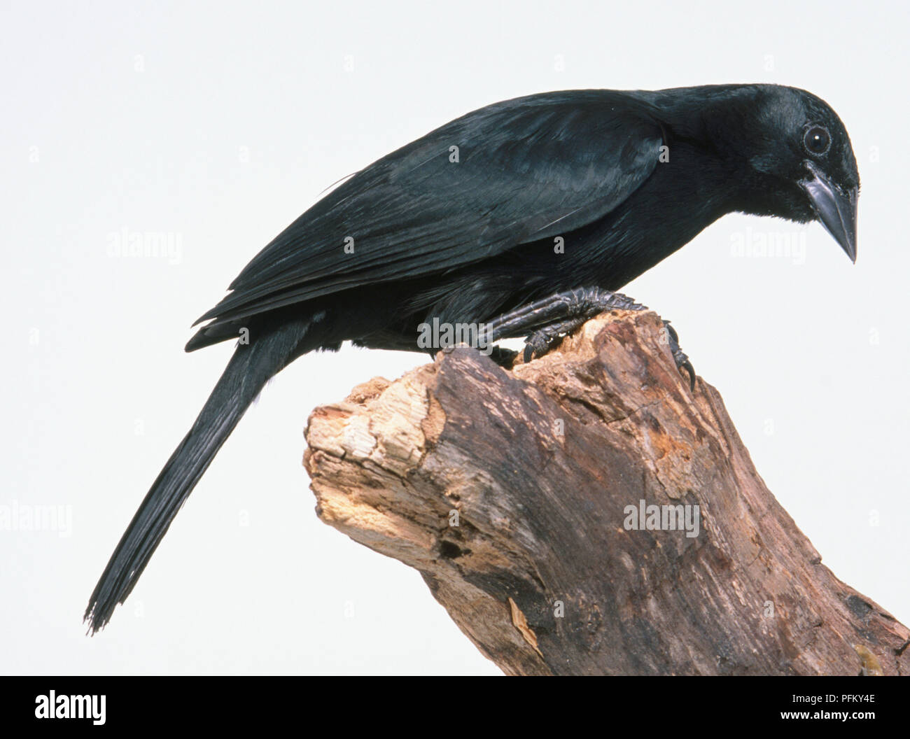 Blackbirds profile hi-res stock photography and images - Alamy