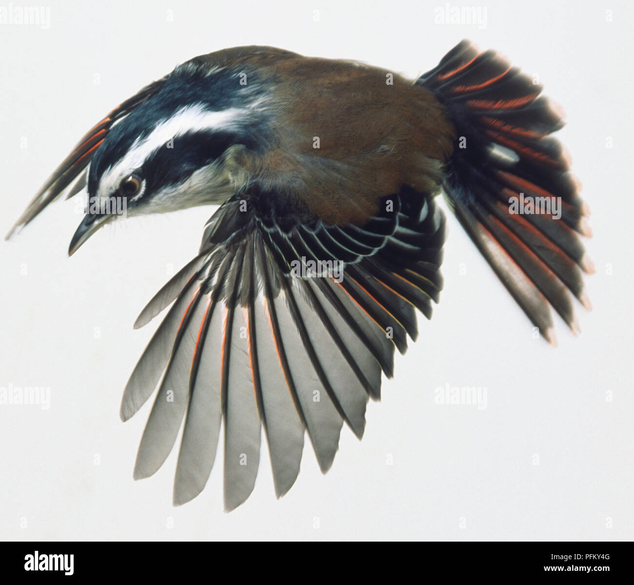 Side view of a Red-Tailed Minla in flight, showing the vivid white ...