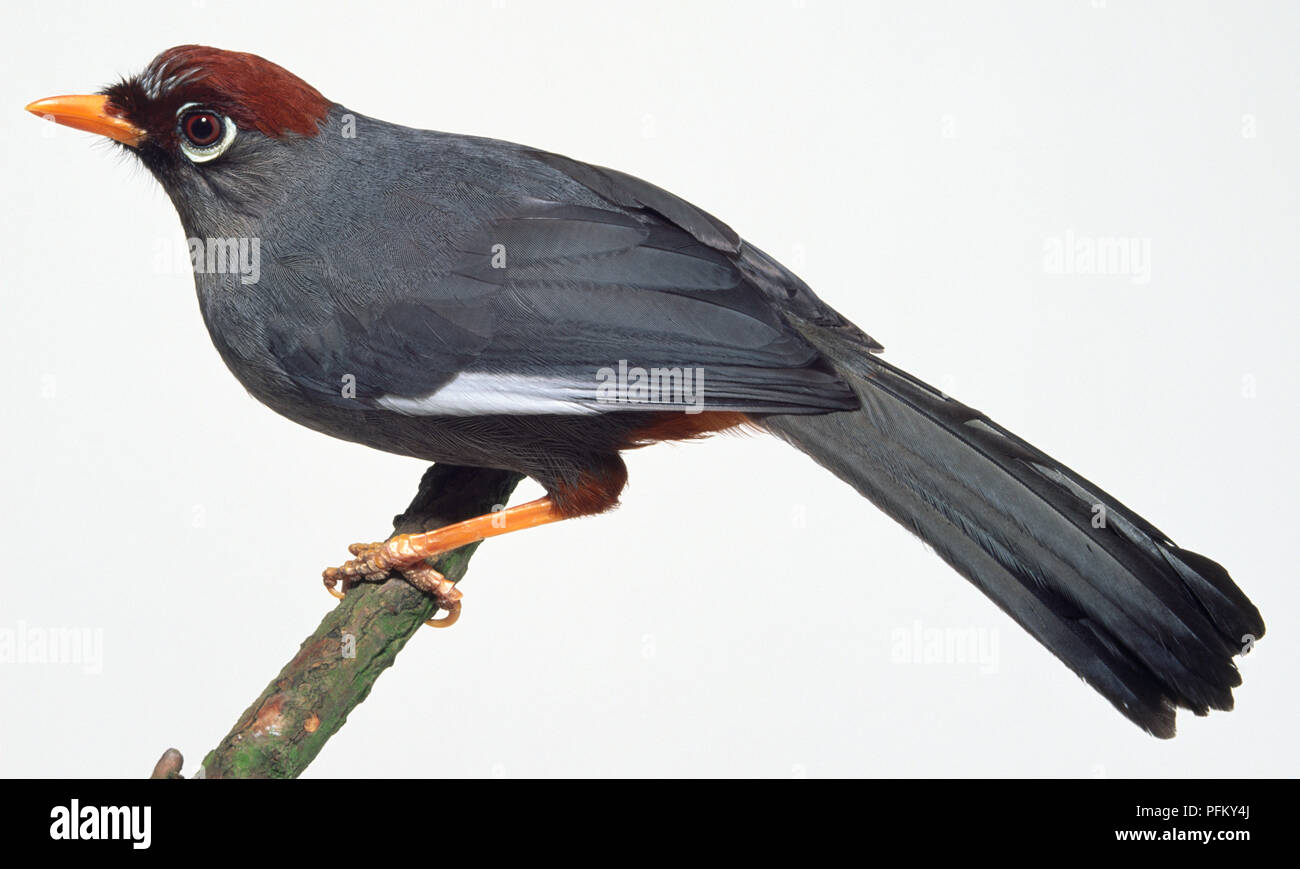 Asian thrush hi-res stock photography and images - Alamy