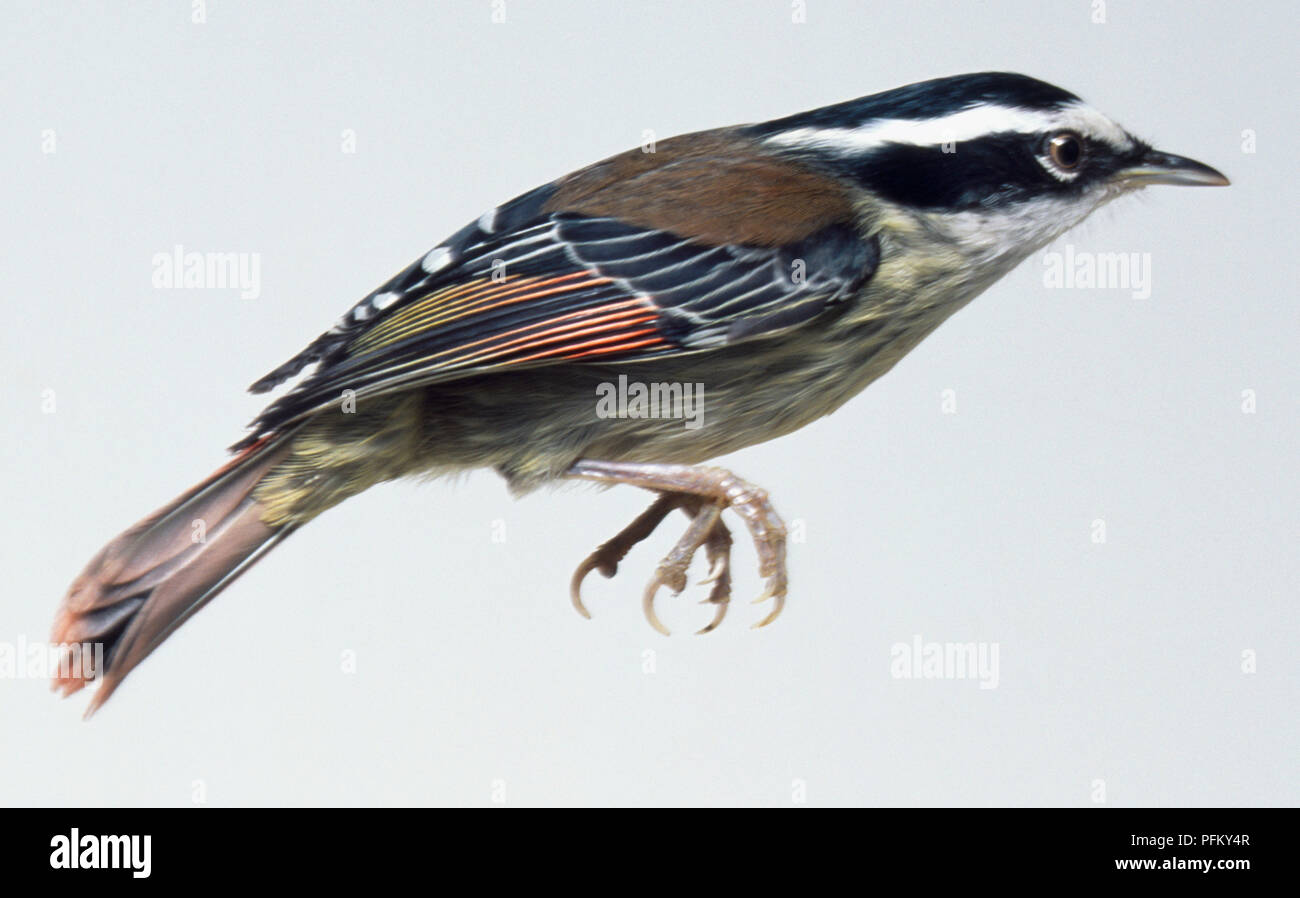 Side view of a Red-Tailed Minla in flight, showing the outstretched ...