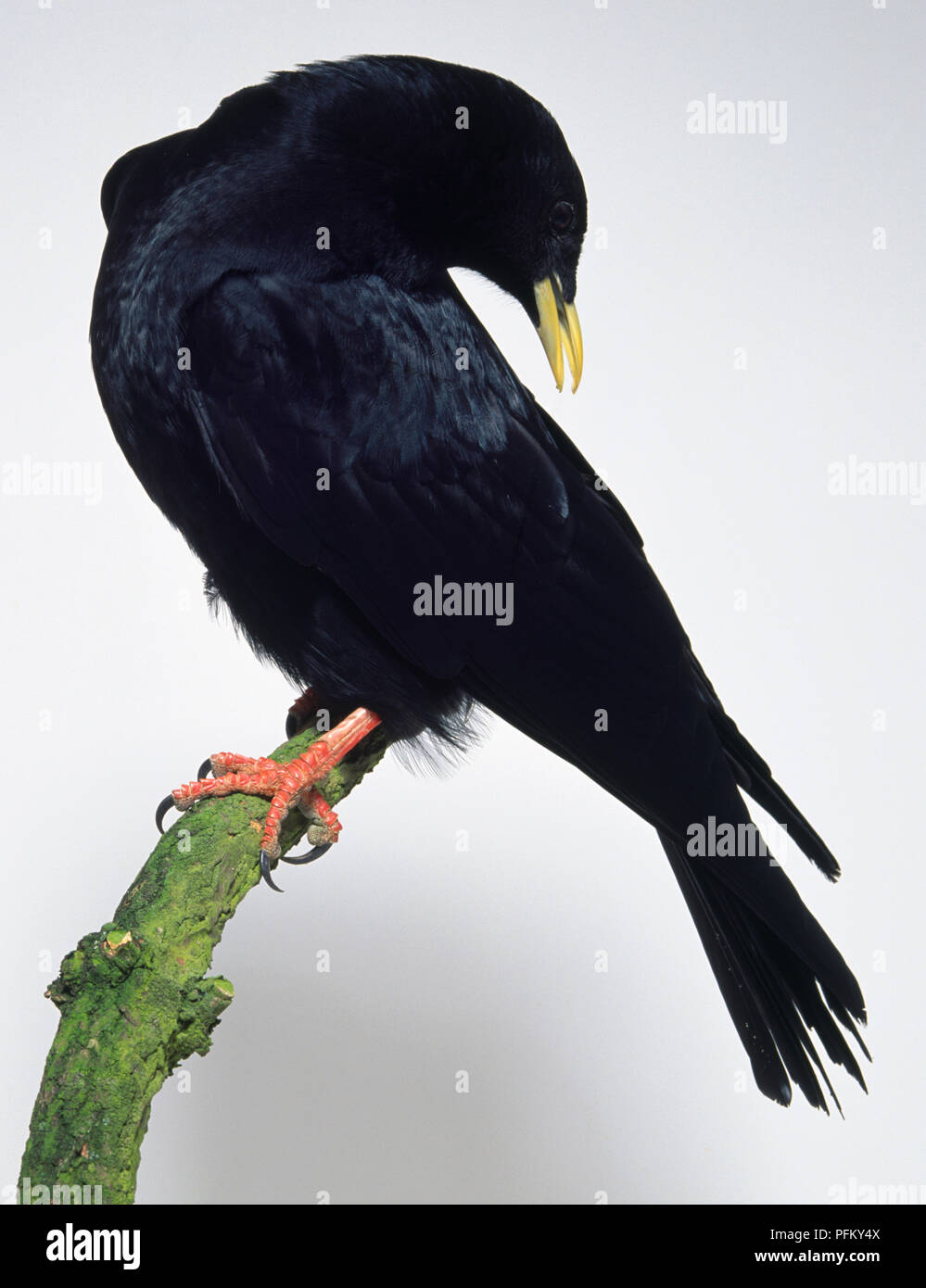 Side view of an Alpine Chough, perched on a branch, with its head ...