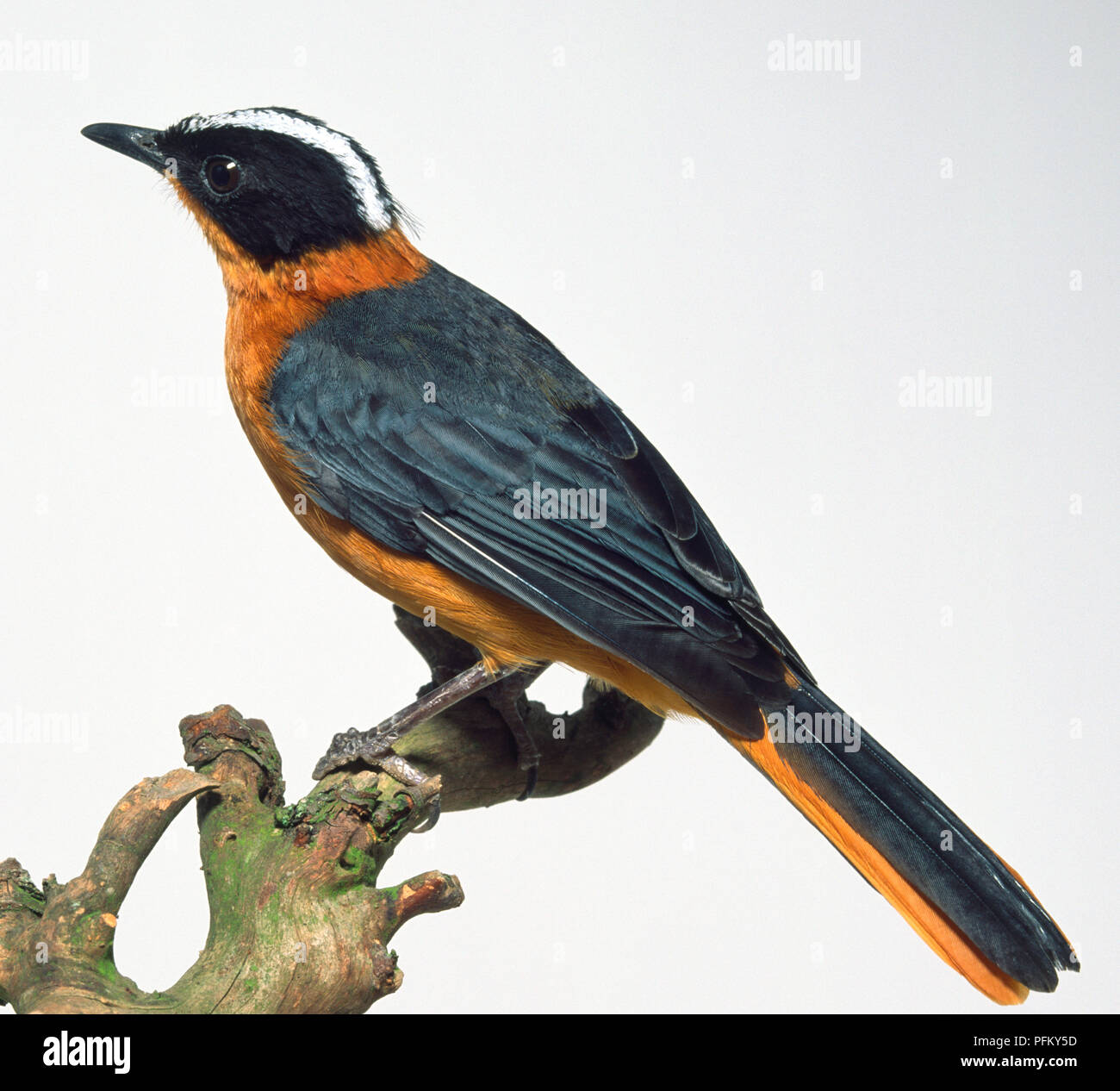 Robin head on the side hi-res stock photography and images - Alamy