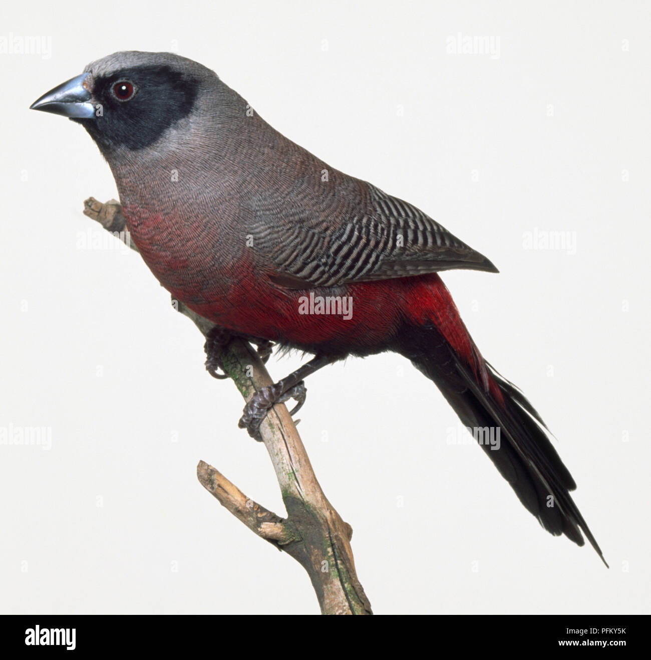 Side view of a Black-Cheeked Waxbill, perching on a narrow branch, with ...