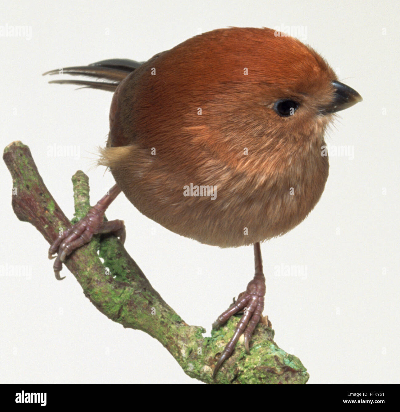 Front view of a Vinous-Throated Parrotbill, perching on a moss-covered ...