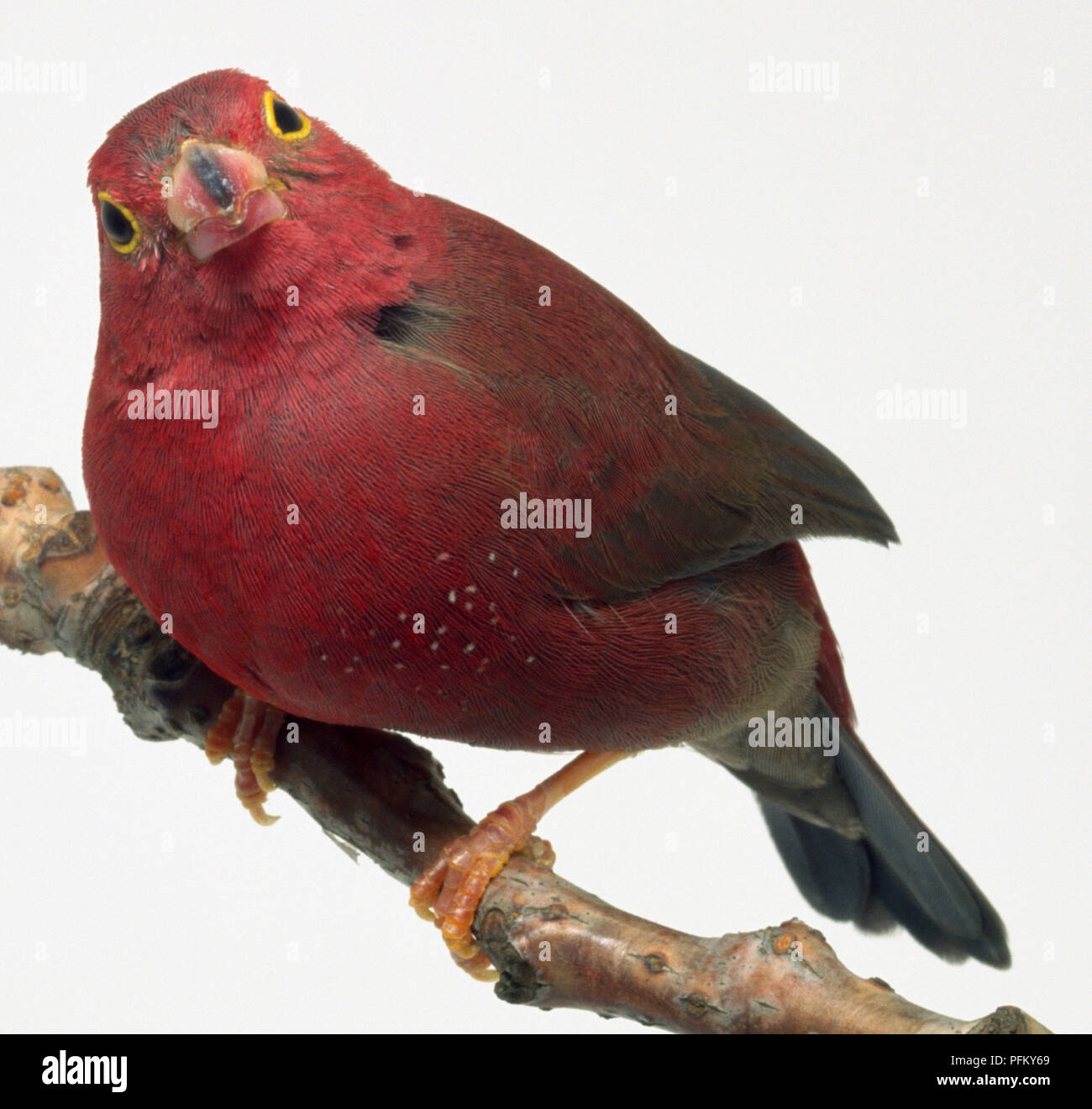 Fire finch hi-res stock photography and images - Alamy