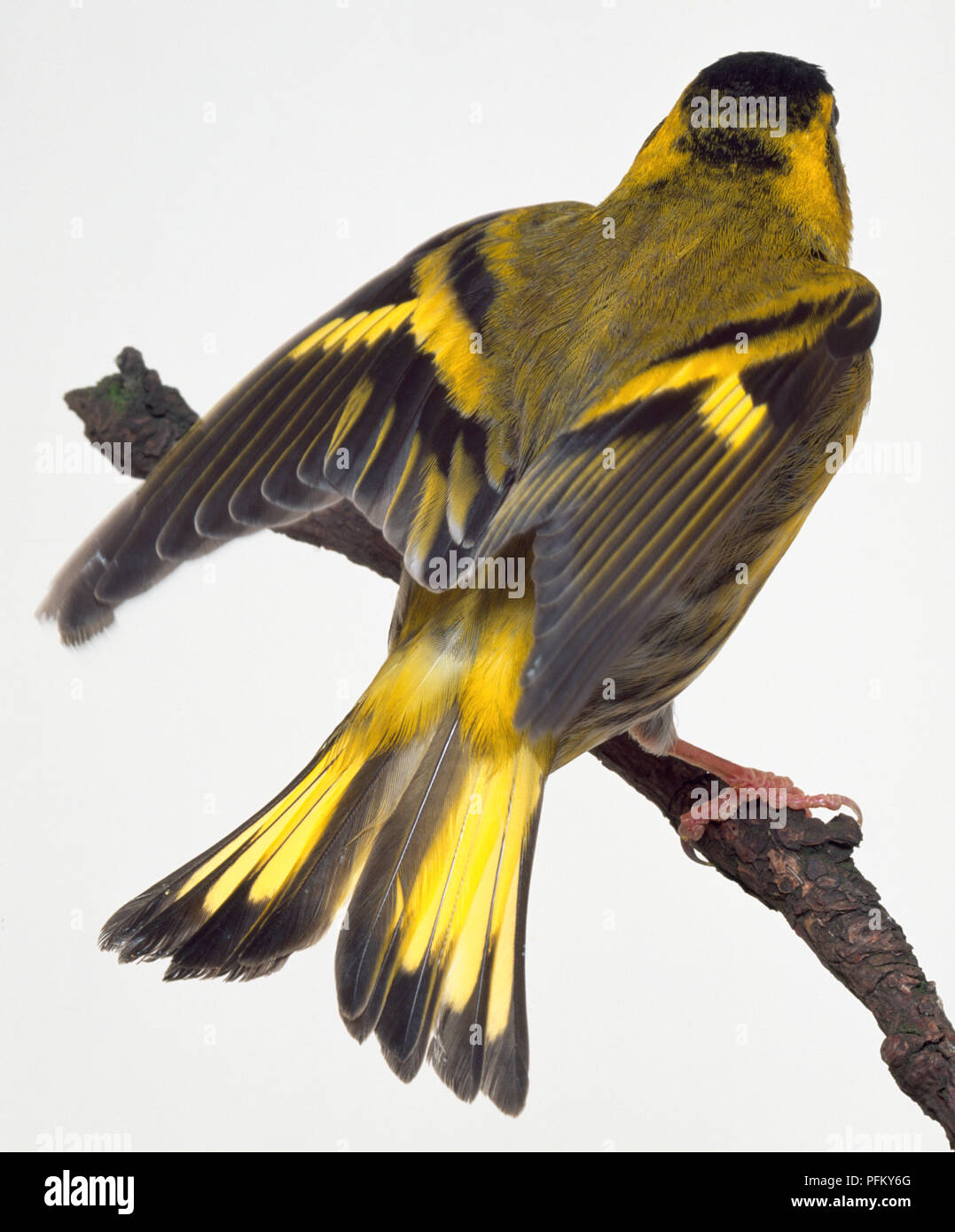 Very slightly forked tail hi-res stock photography and images - Alamy