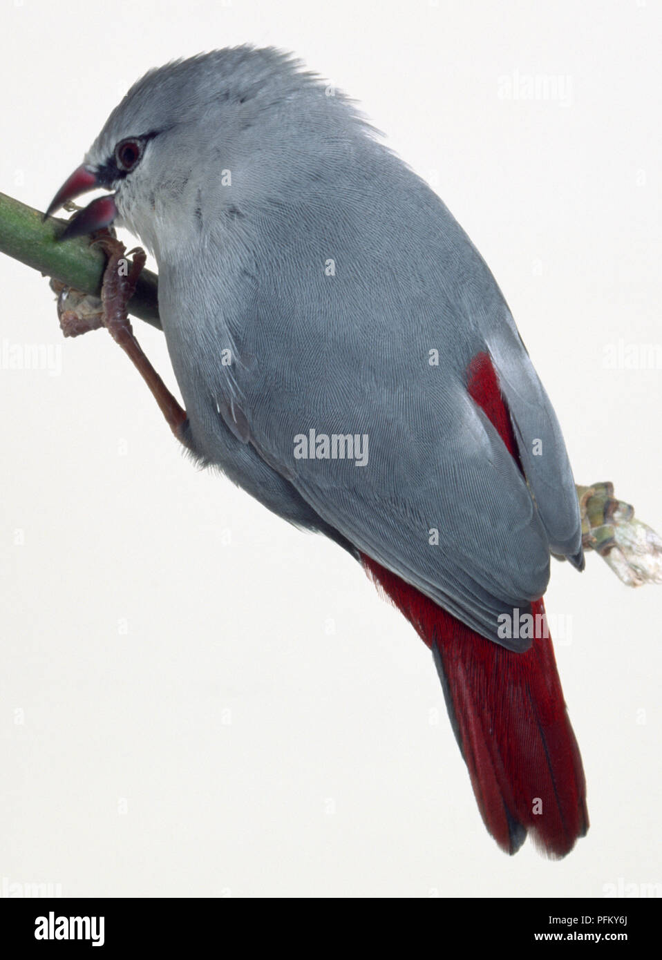 Side view of a Lavender Waxbill grasping the side of a narrow branch ...