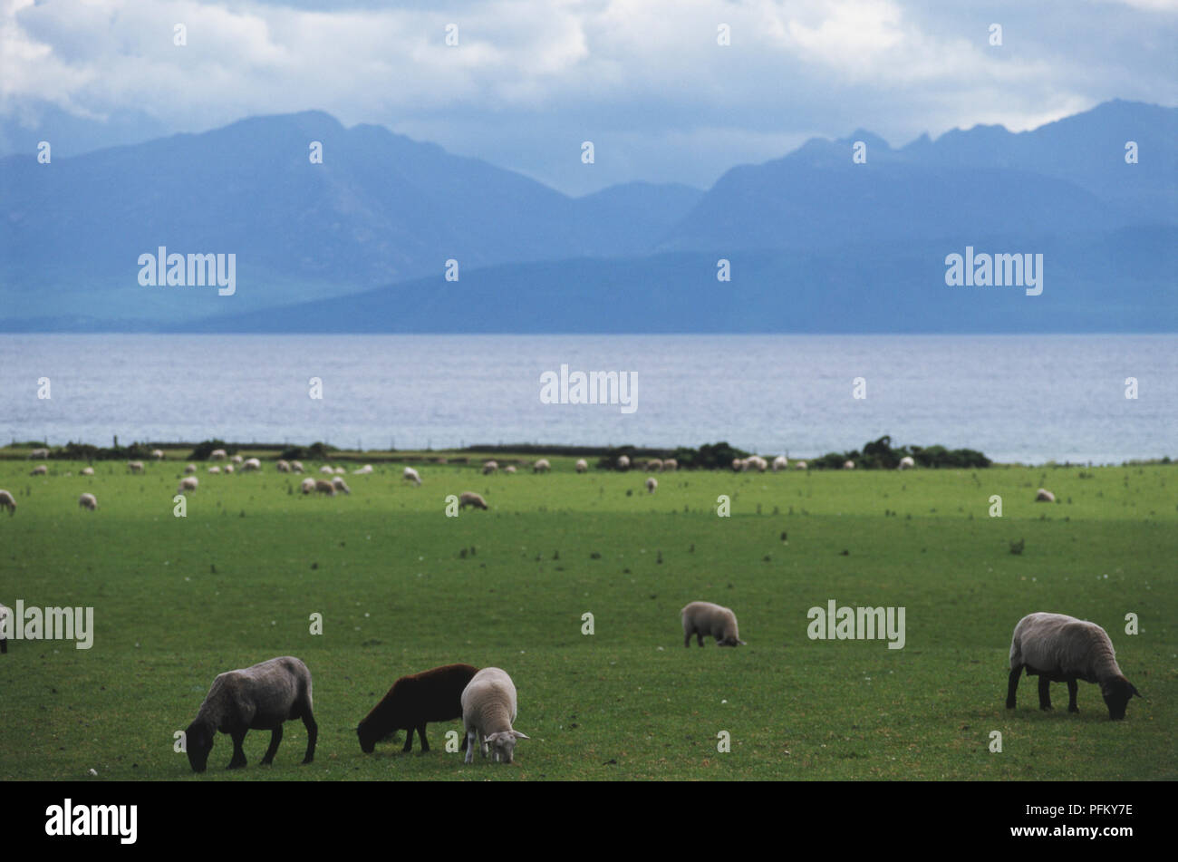 Great Britain, Scotland, Island of Bute, grazing sheep with sea and ...