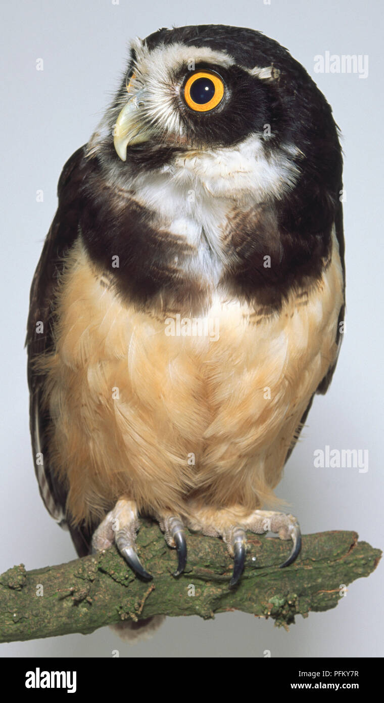 Front view of a large, rounded-headed Spectacled Owl, with head in ...