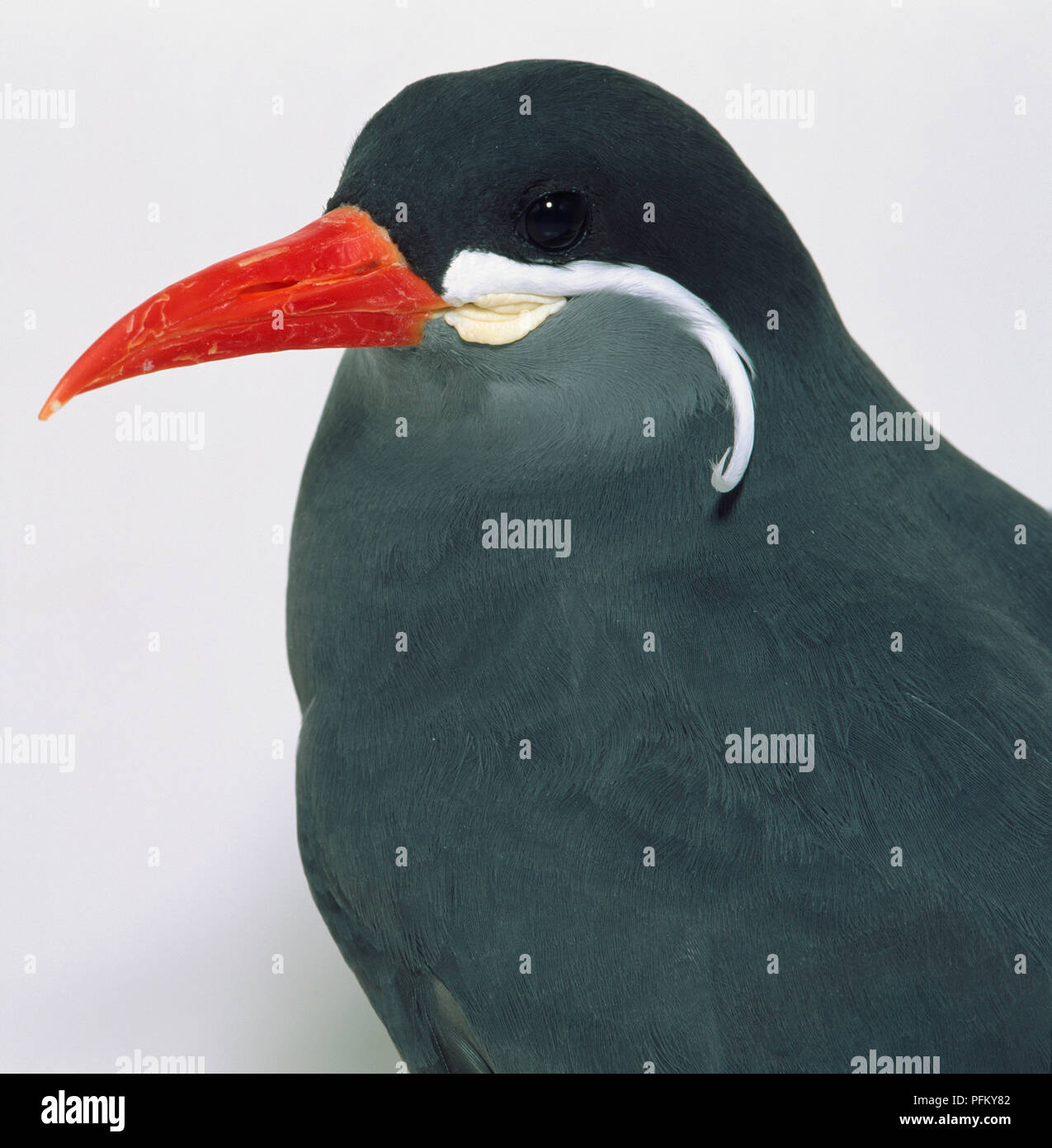 Color of a bird hi-res stock photography and images - Alamy