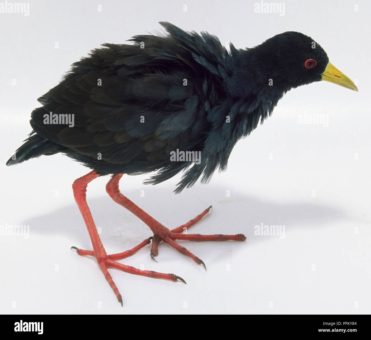 Thick yellow hi-res stock photography and images - Alamy