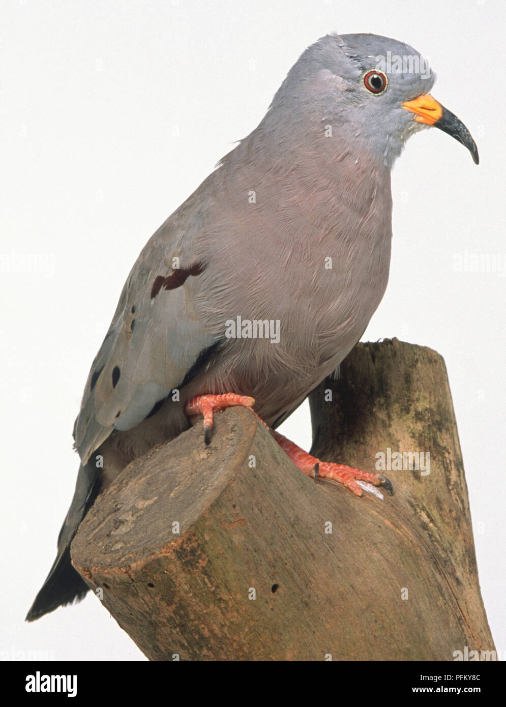 Profile of dove hi-res stock photography and images - Alamy