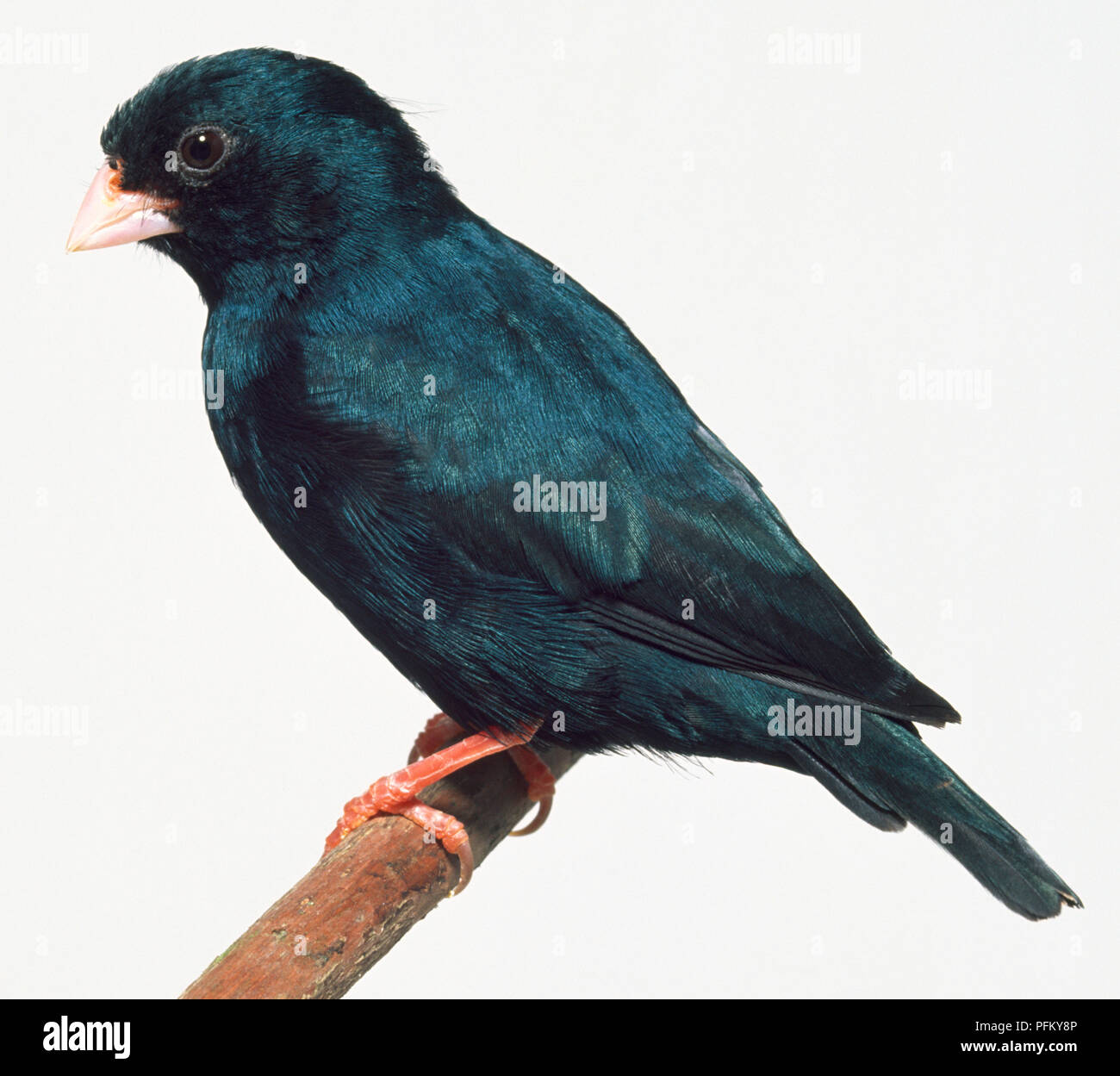 Side view of a Variable Indigobird, perching on a narrow branch, with ...